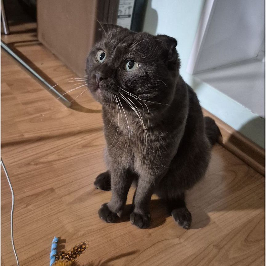 Шотландский вислоухий короткошёрстный, взрослый кот