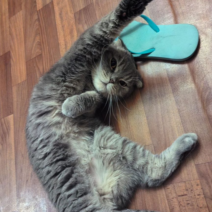 Шотландец Вениамин в дар