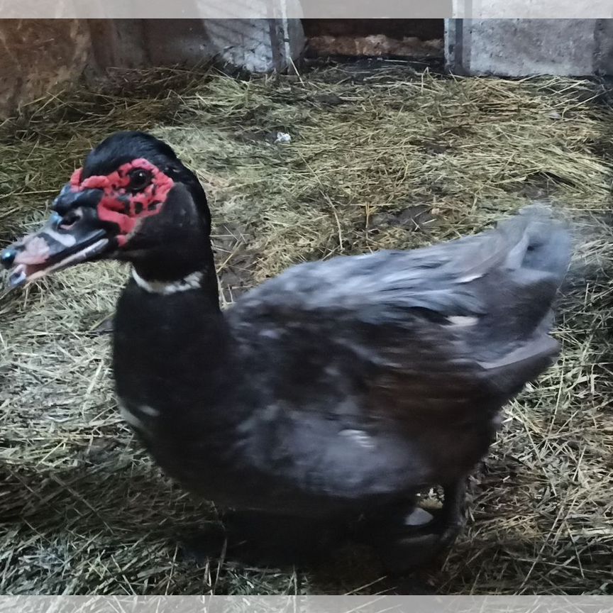 Индоутка мускусная утка