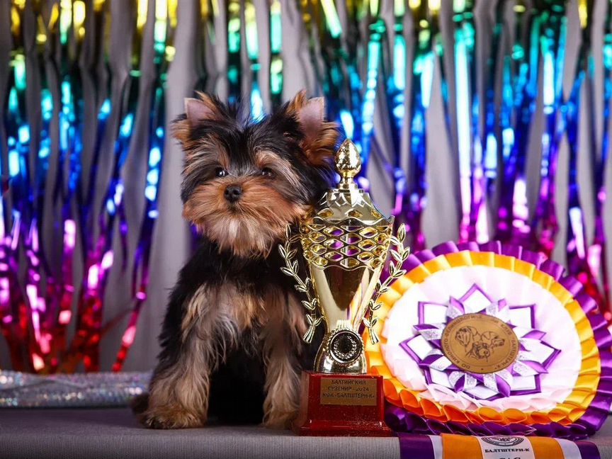 Йоркширский терьер