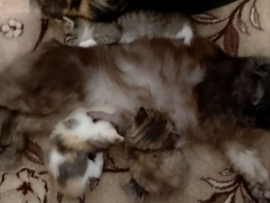 Отдам в добрые руки котят 1 кот и 3 кошечки