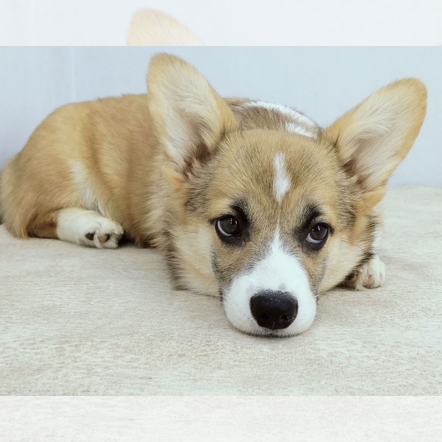 Вельш Корги Пемброк, щенок