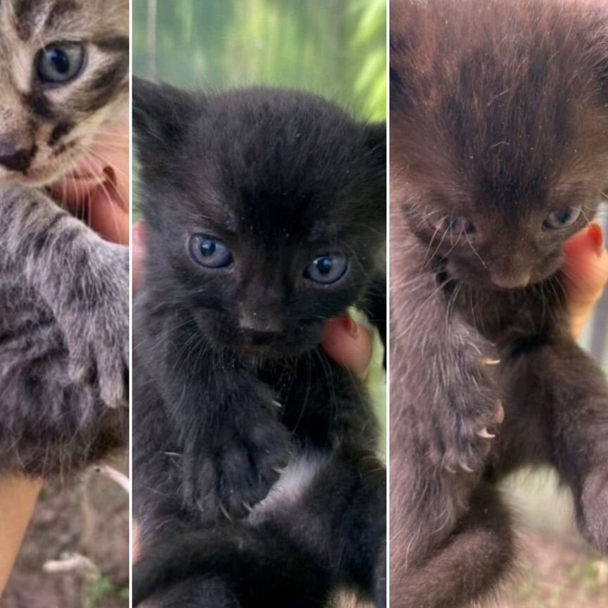 Котята - девочки погибнут в СНТ