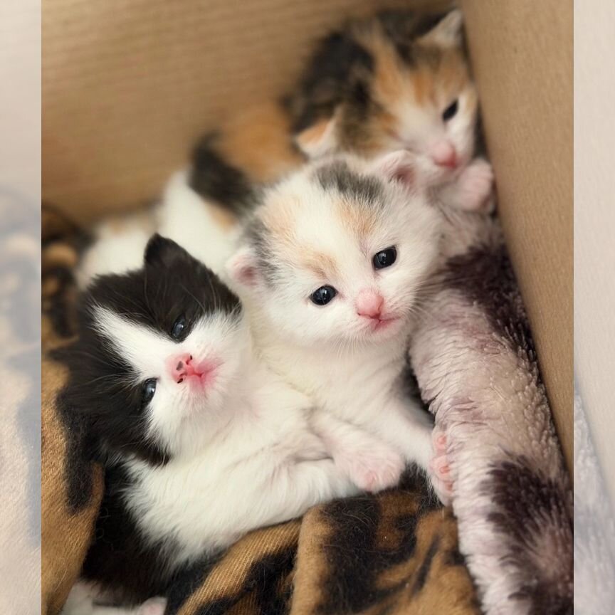 Манчкин котёнок