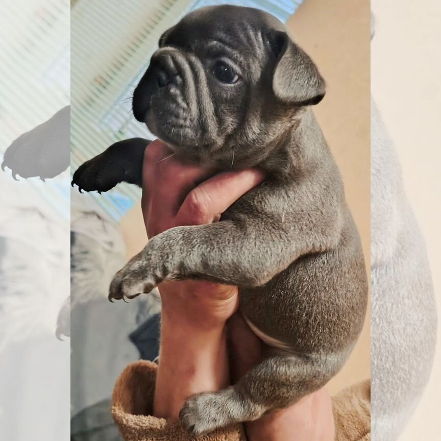 Щенки французского бульдога