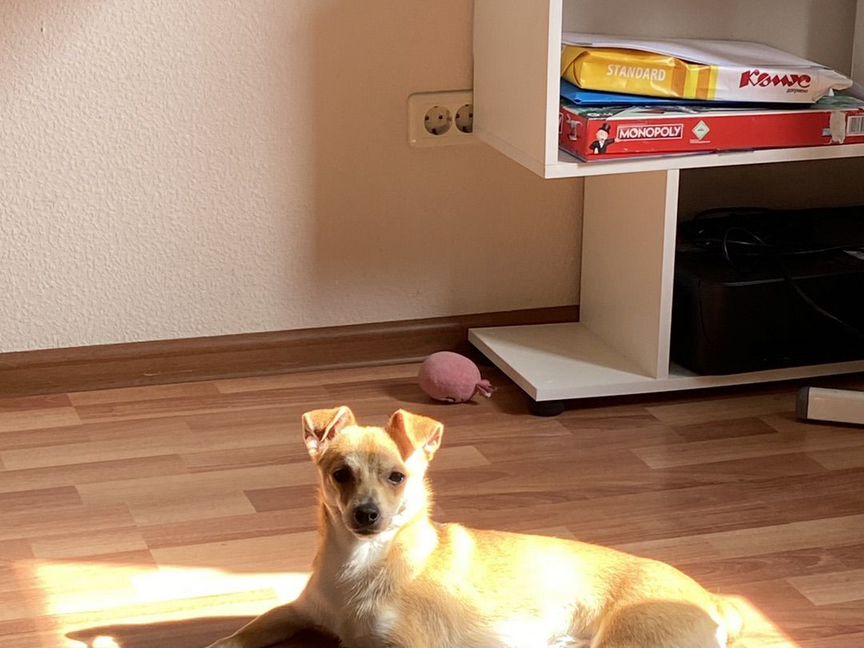 Русский той-терьер