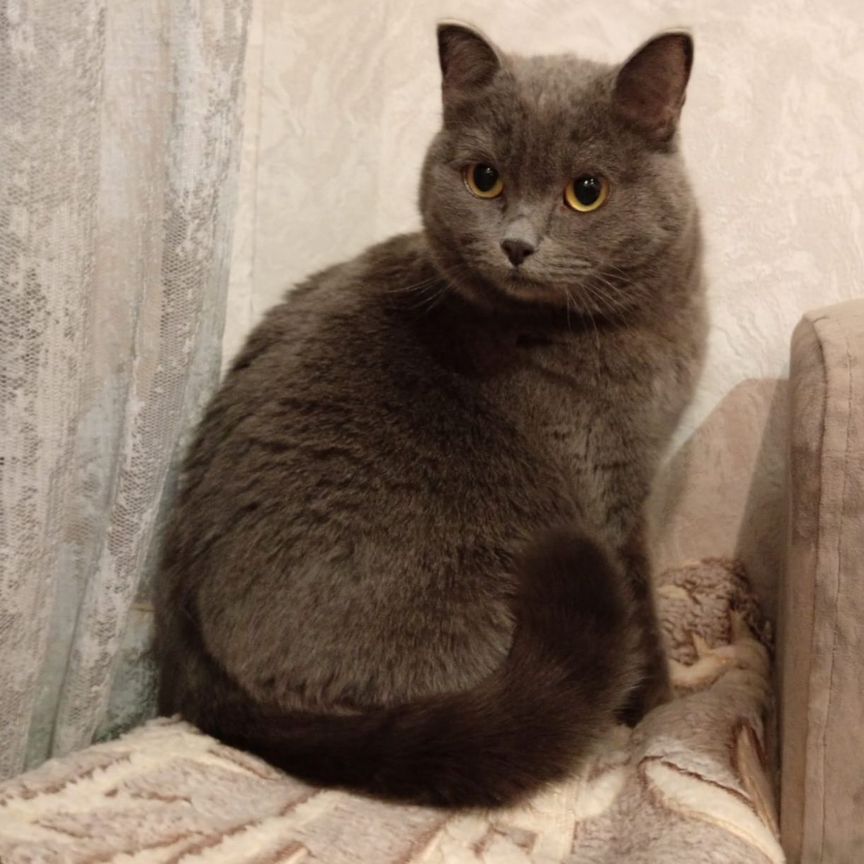 Ванесса ищет семью