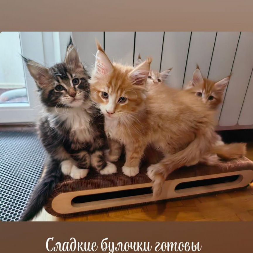 Котята мейн-кун