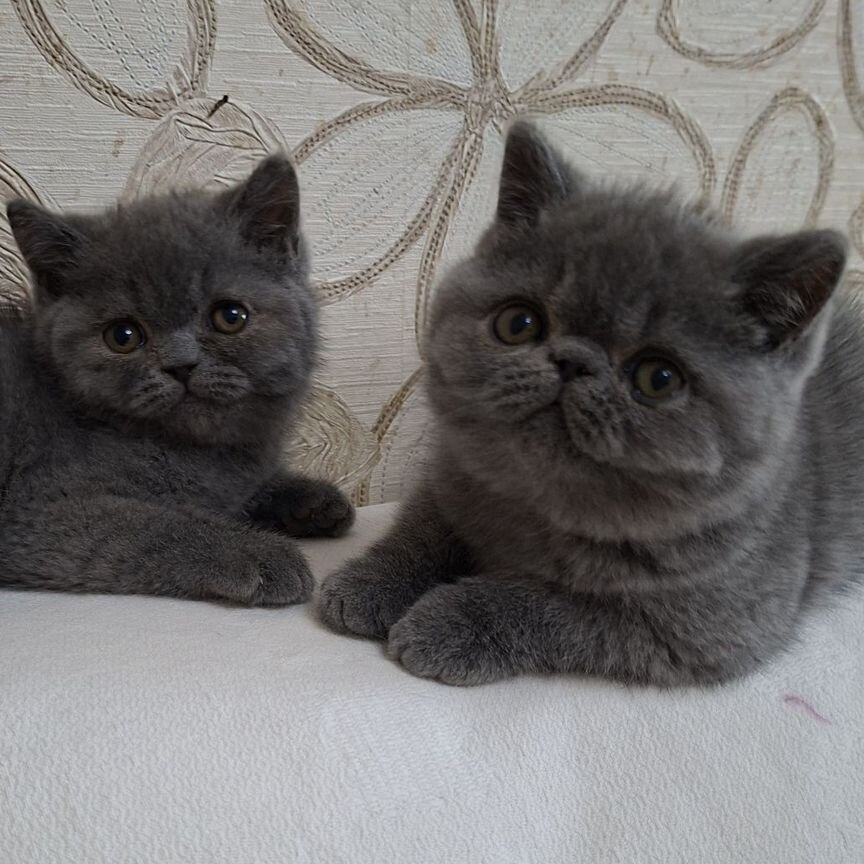 Экзотический короткошёрстный котёнок