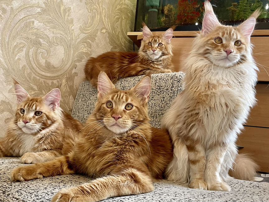 Котята мейн-кун