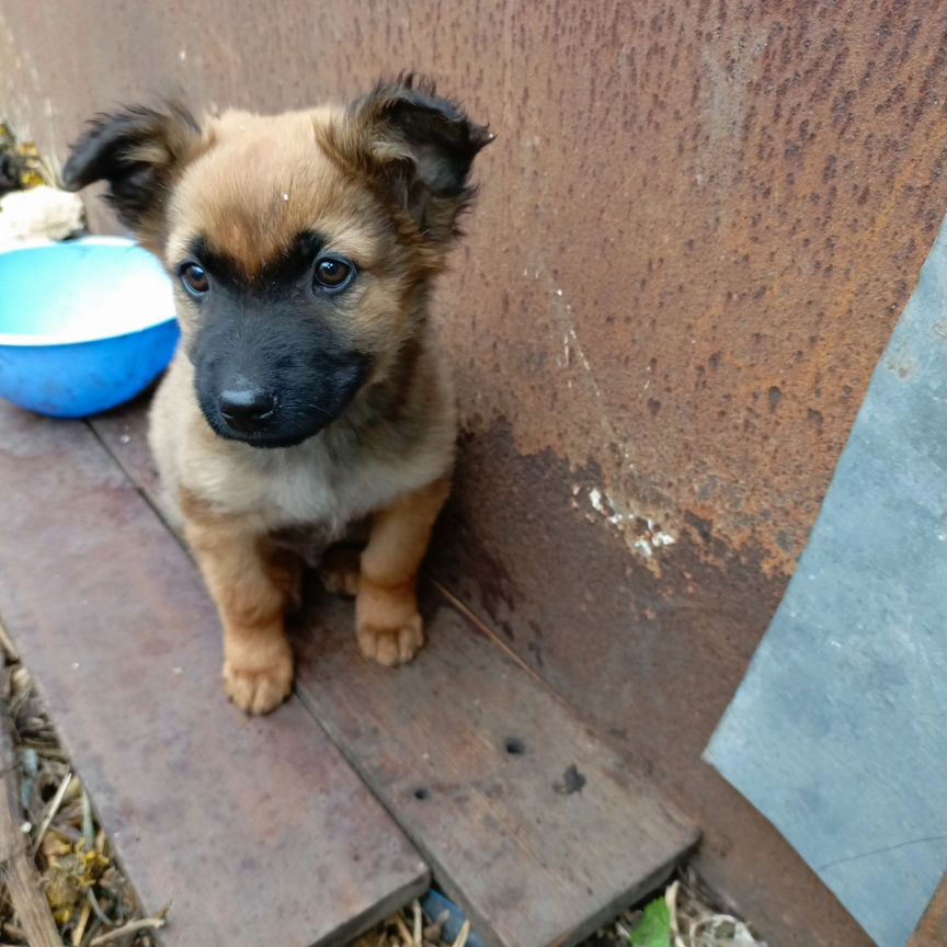 Щенок мальчик 2 мес