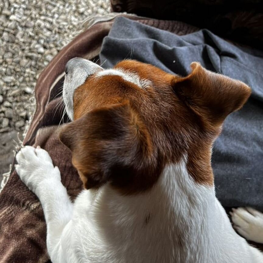 Джек-рассел-терьер, взрослая собака