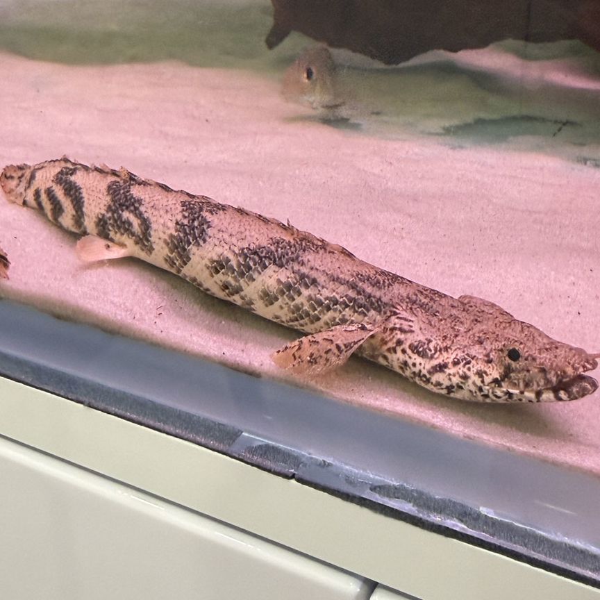 Полиптерус эндлихера