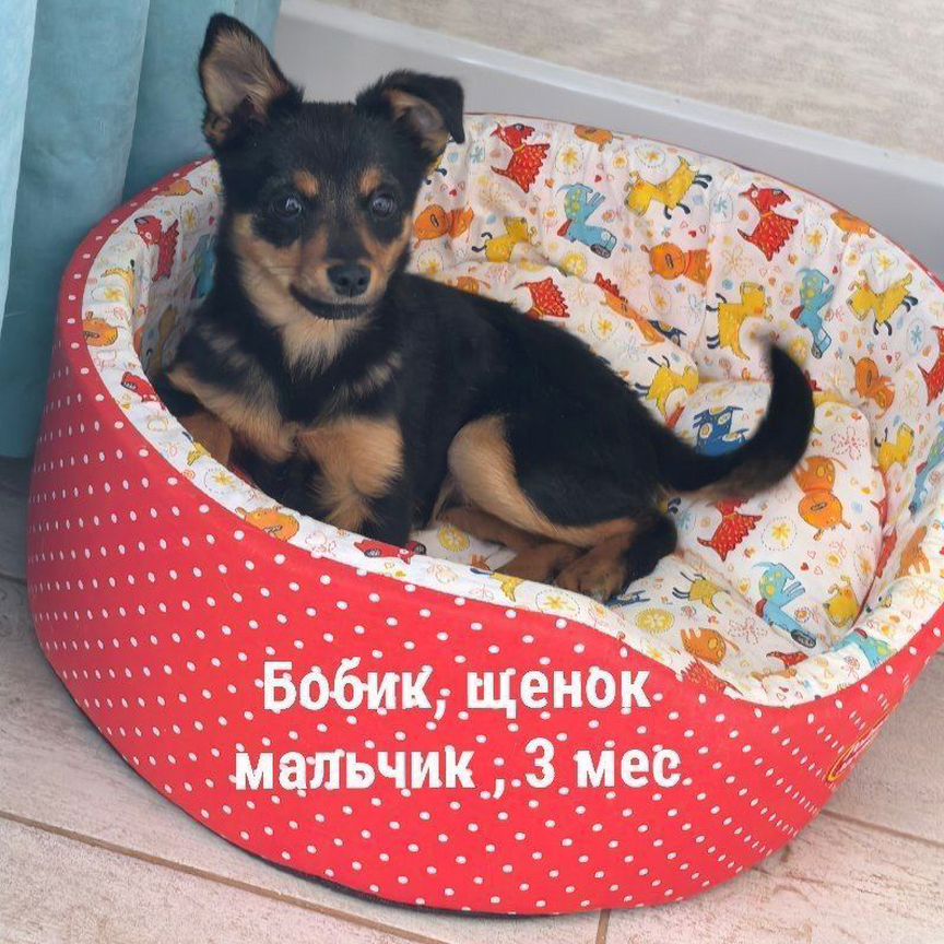 Щенок в добрые руки