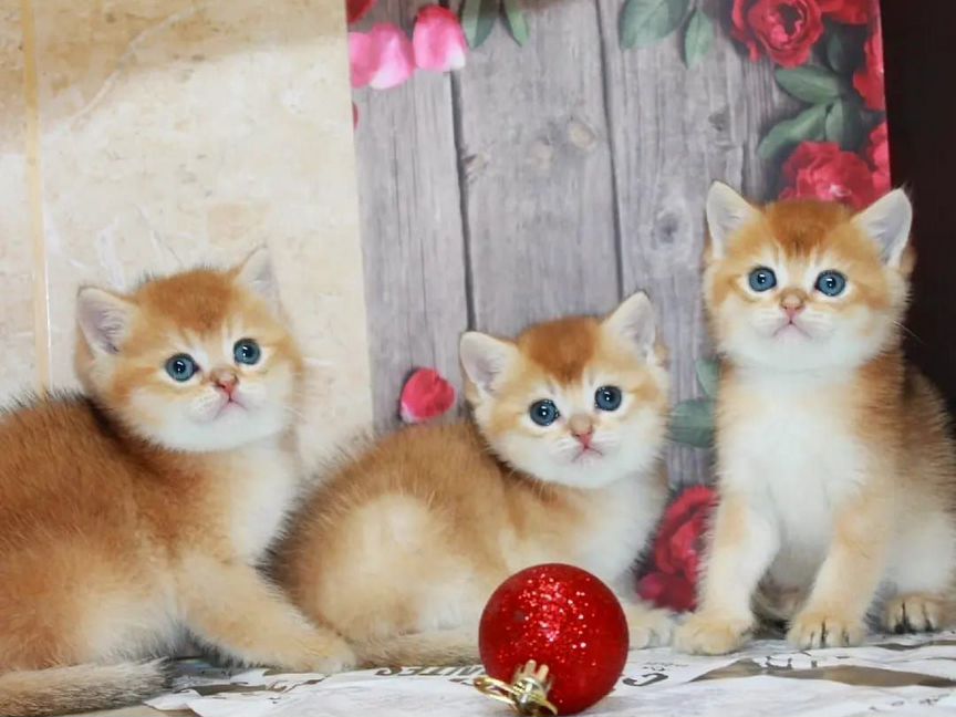 Золотые шиншиллята