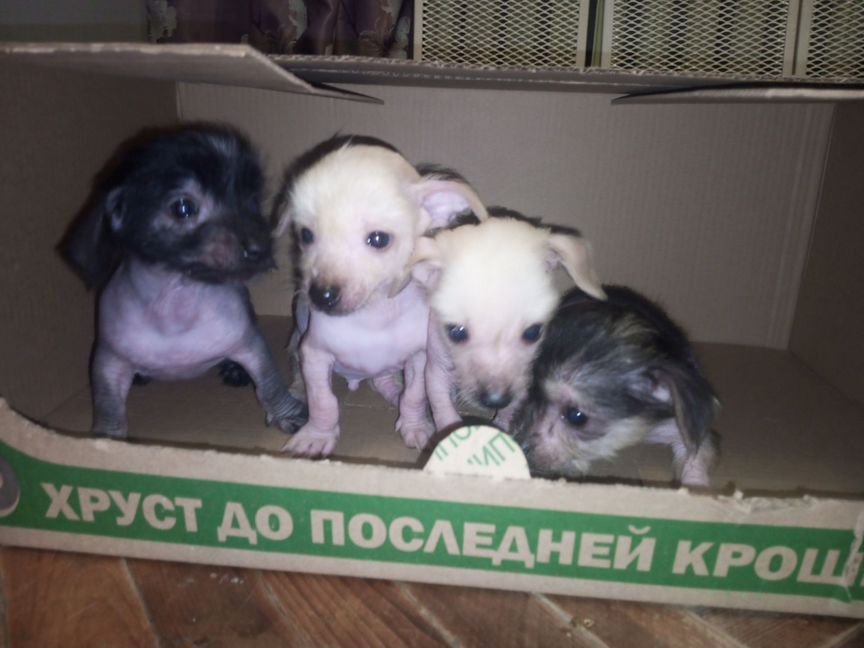 Китайская хохлатая голая