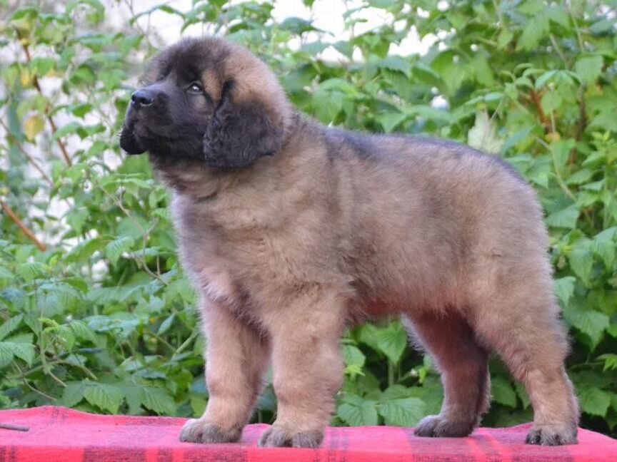 Леонбергер кобель дорого