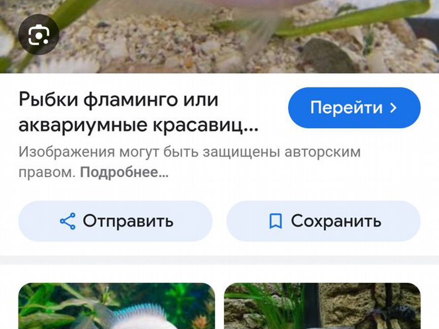 Розовый фламинго