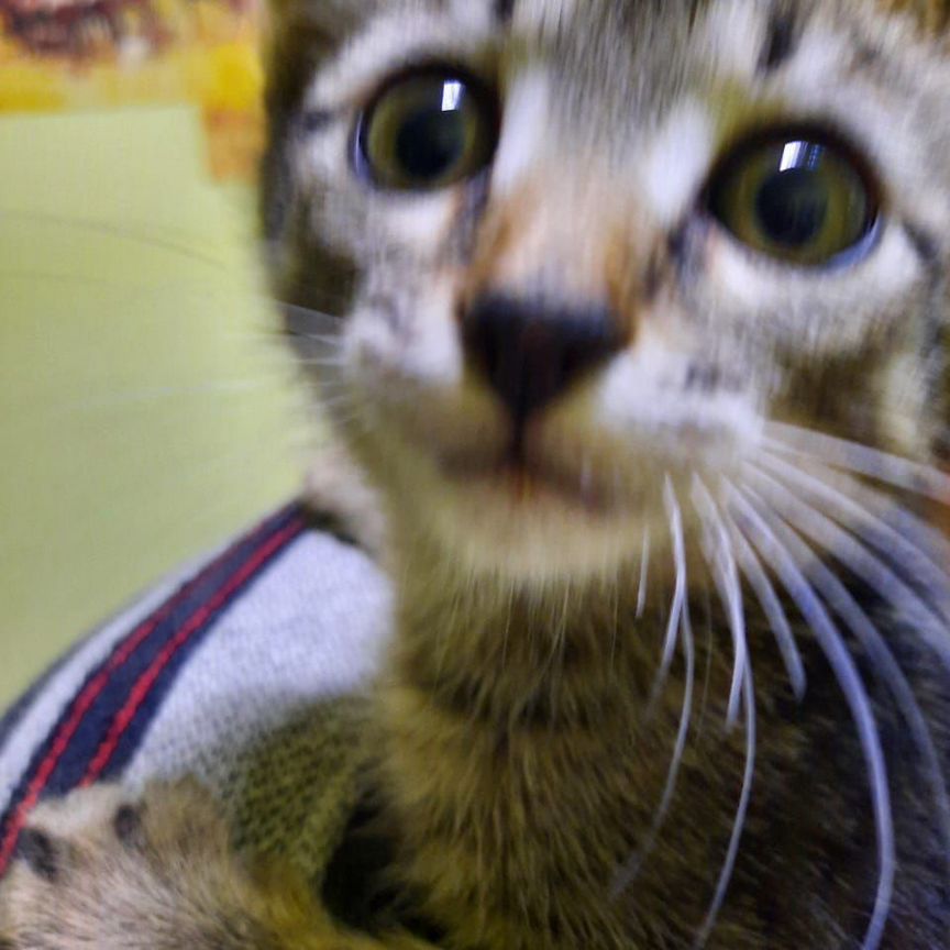 Котик бесплатно в добрые руки