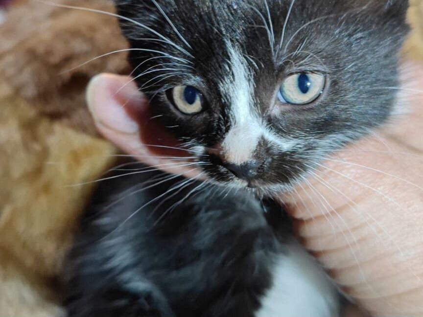 Котёночек котенка