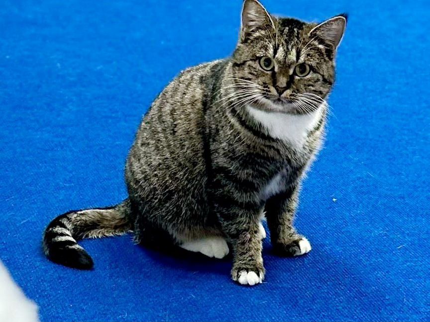 Кошки в добрые руки бесплатно