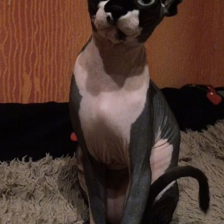 Канадский сфинкс