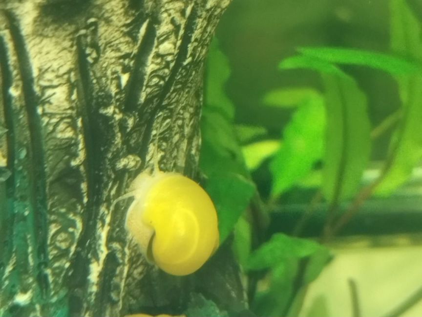 Улитки ампулярии