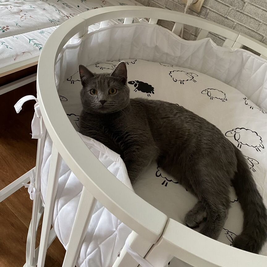 Британский кот вязка