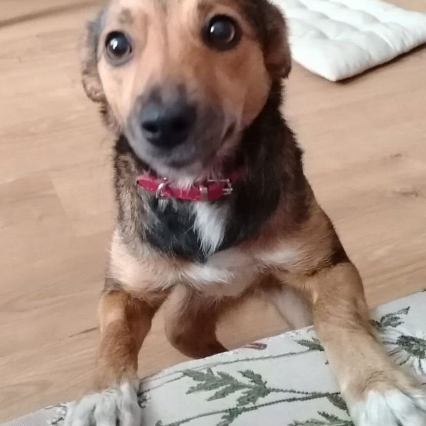 Небольшая собачка Ириска 7 кг