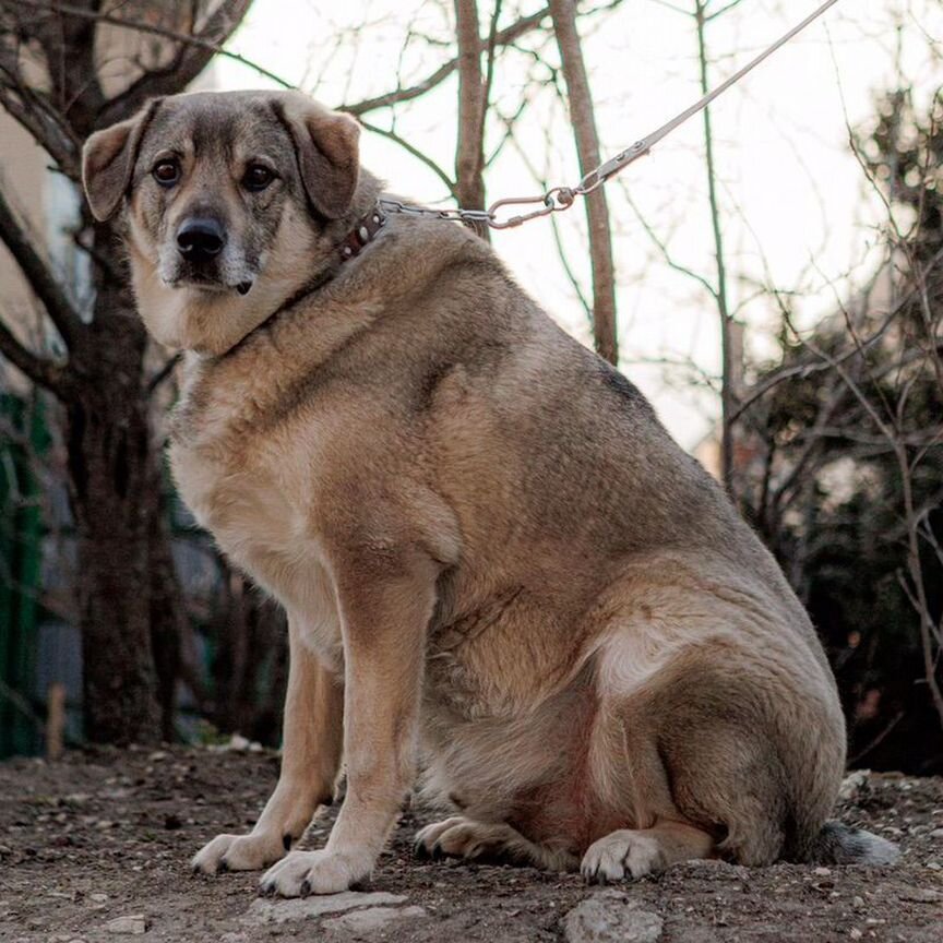 Грустный толстячок дважды потерял хозяев