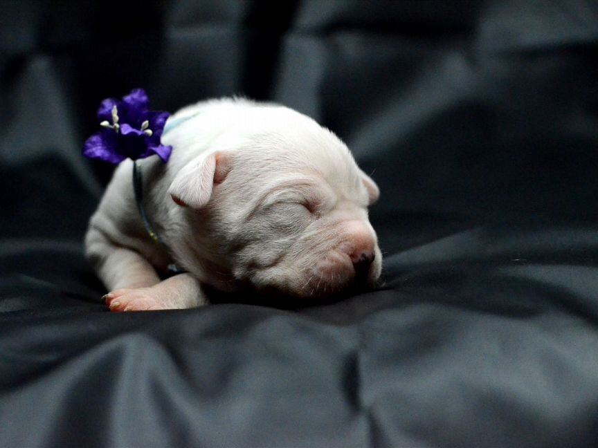 Аргентинский дог щенки