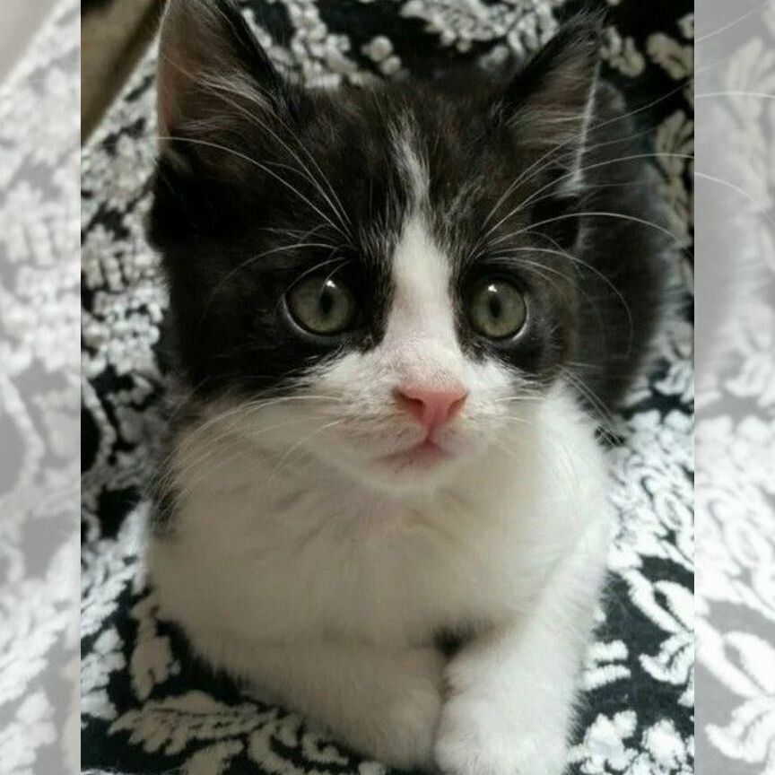 Европейский короткошёрстный котёнок