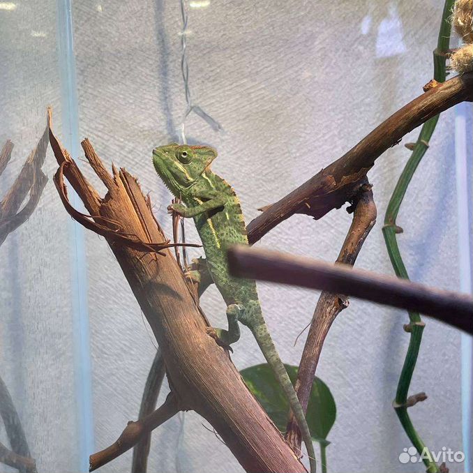 Йеменский хамелеон