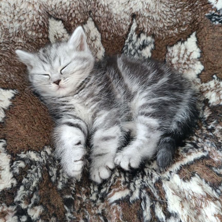 Шотландская прямоухая кошка