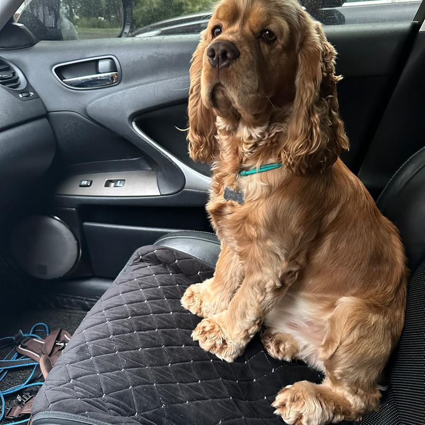 Вязка американский спаниель