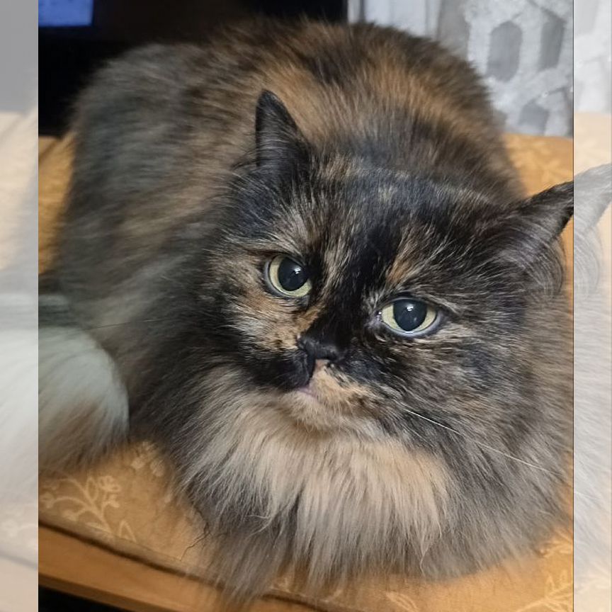 Взрослая, Девочка кошка в добрые руки