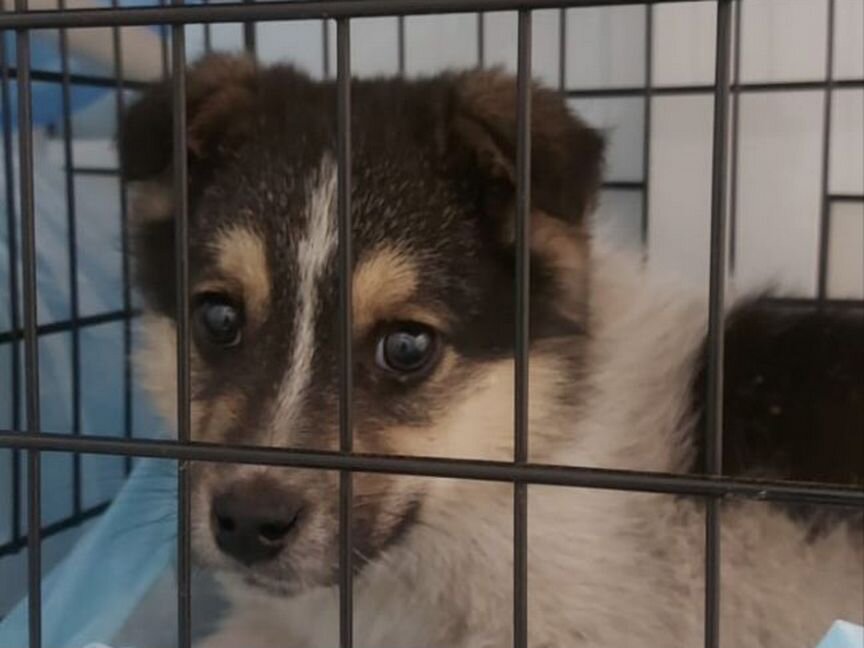 Собака в добрые руки отдам бесплатно