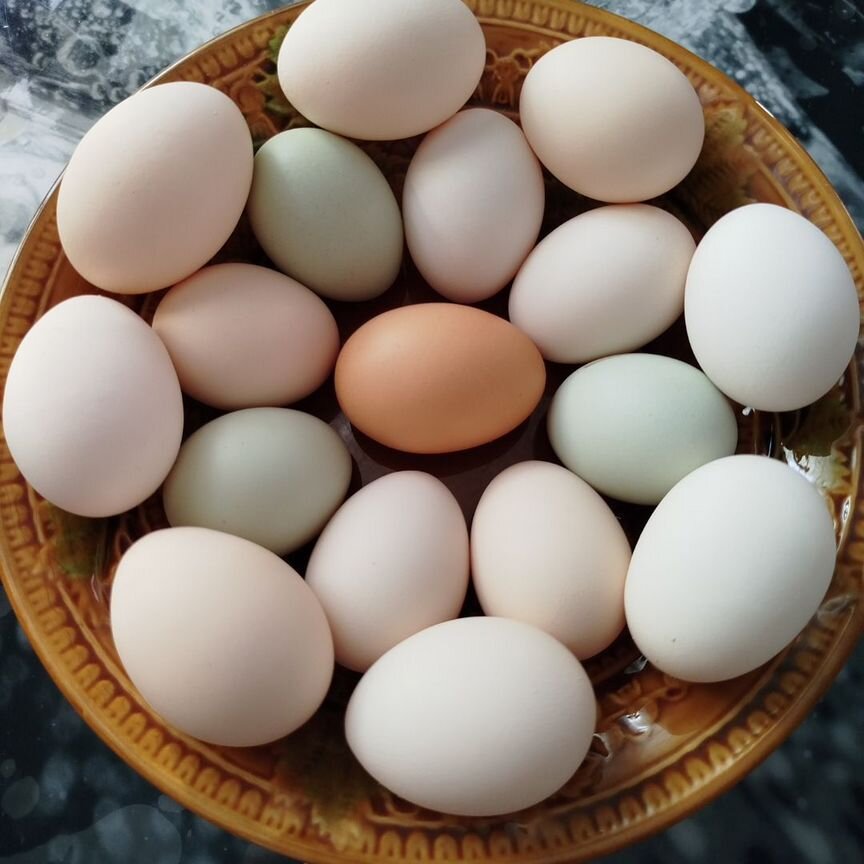 Инкубационное яйцо