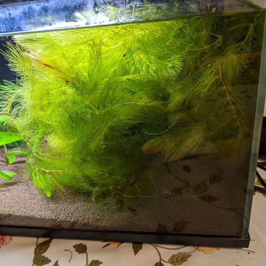 Роголистник бесплатно