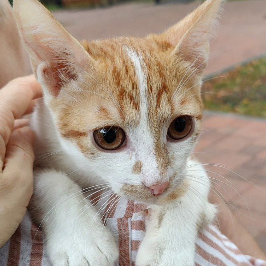 Котенок Лимончик ищет дом