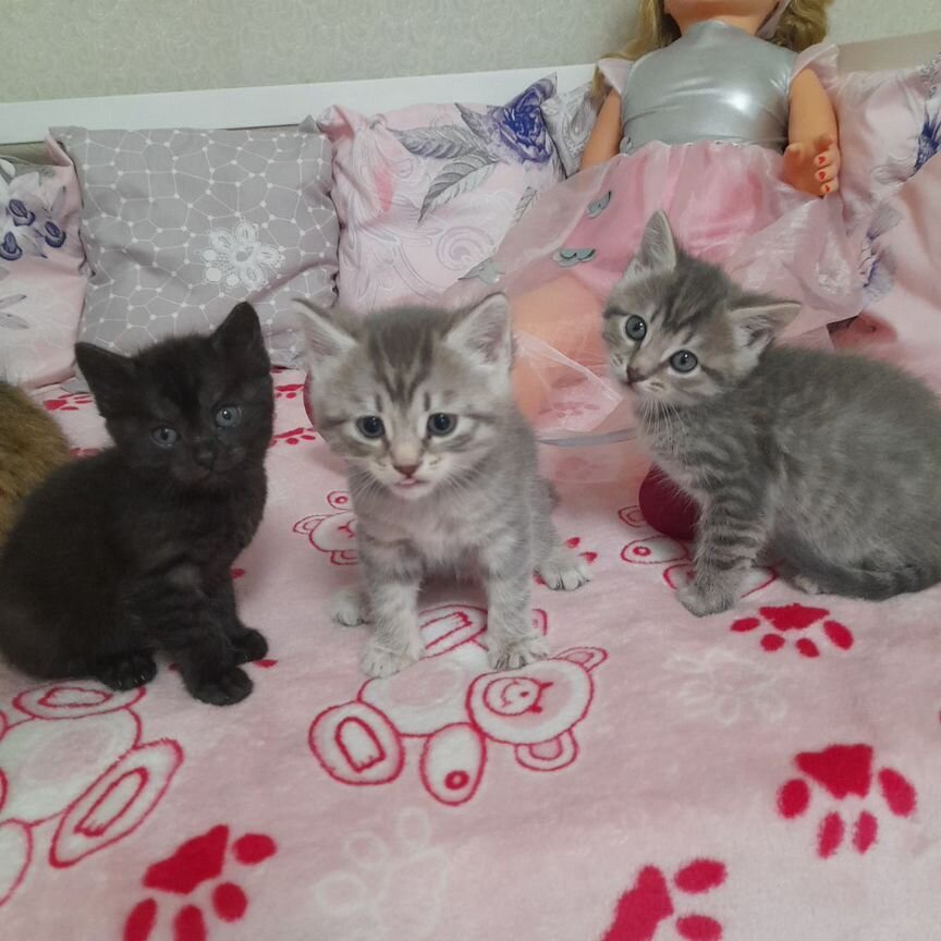 Котята