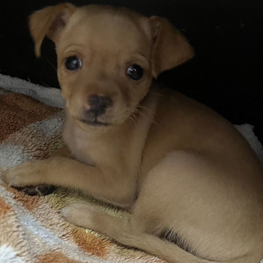 Русский той-терьер, щенок