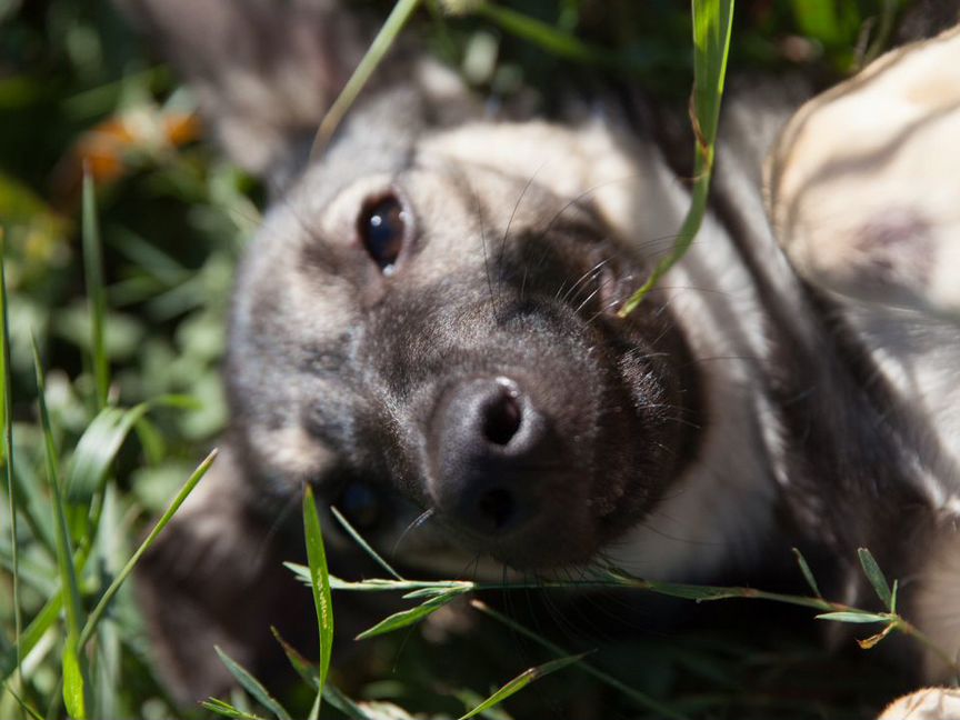 Собака в добрые руки маленькая порода