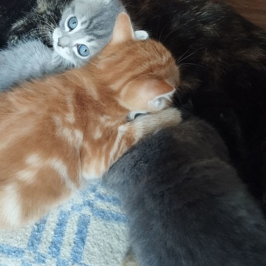 Отдам в добрые руки котят