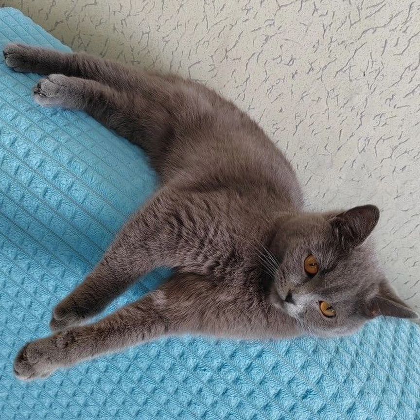 Отдам даром кошку