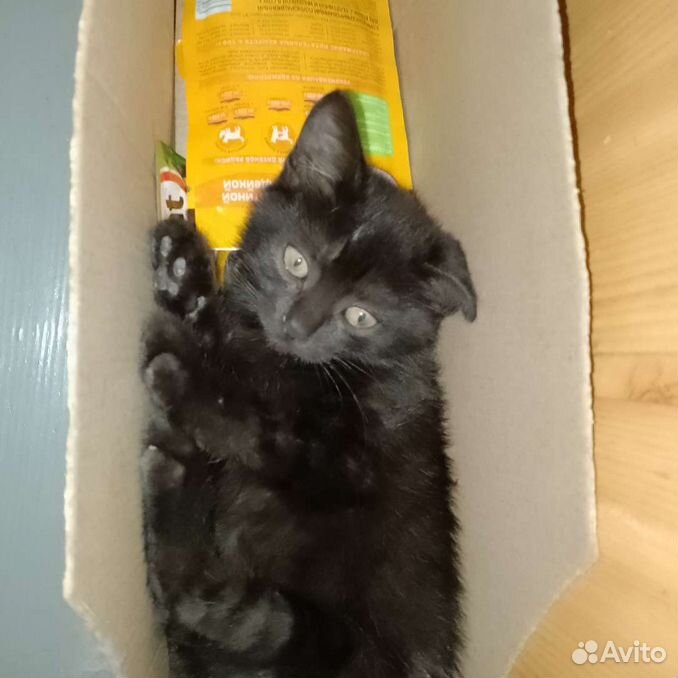 Отдам Котят турецкой ангоры