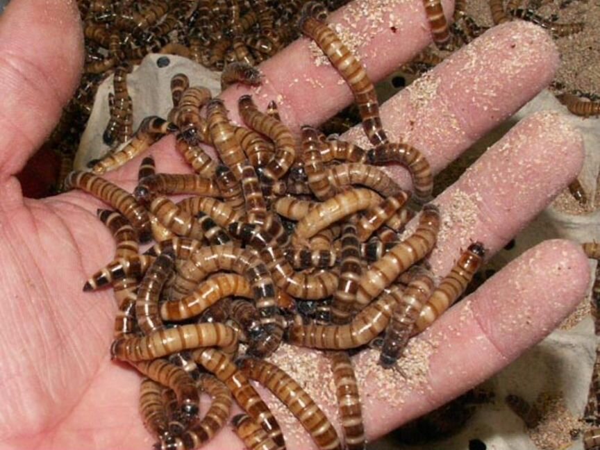 Кормовые тараканы