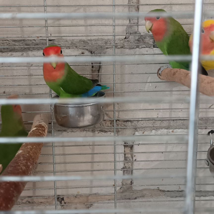 Неразлучник розовощёкий