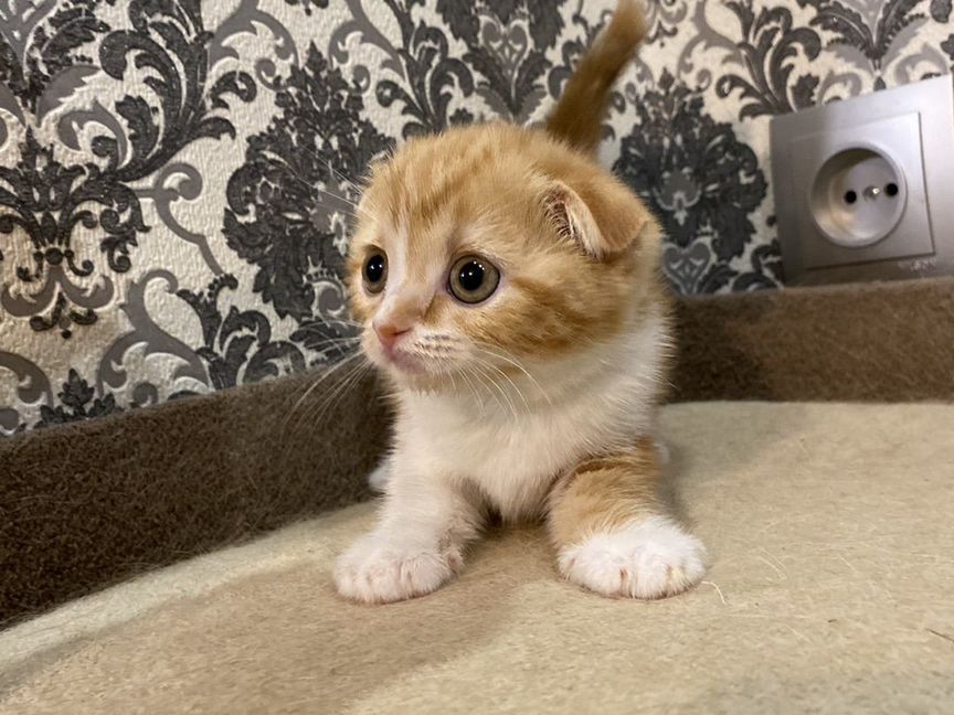 Шотландская вислоухая кошка
