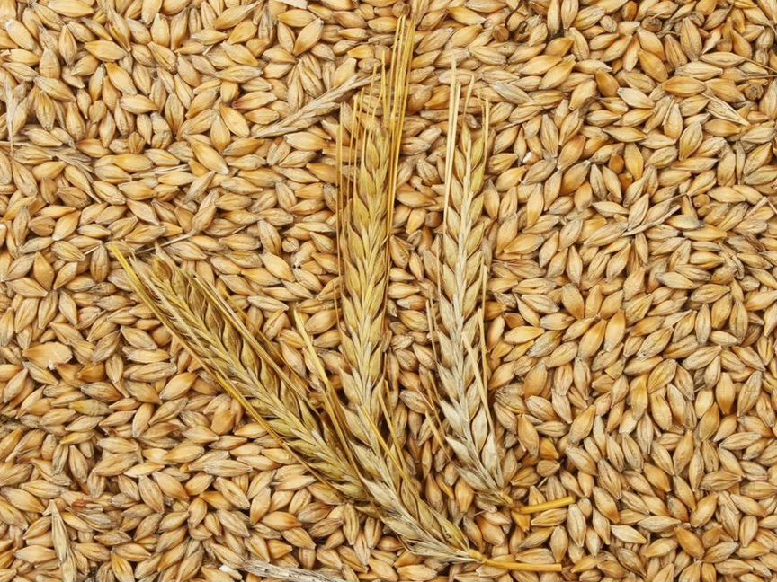 Ячмень фуражный закуп